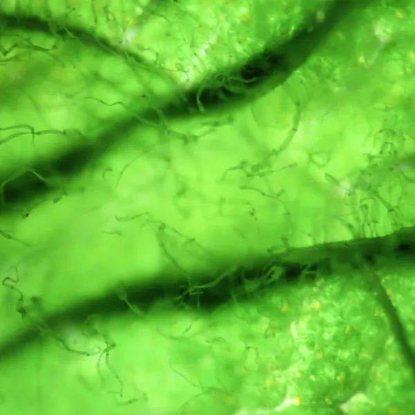 Omegavie EPA 100-DHA 500 ALGAE - Equisalud