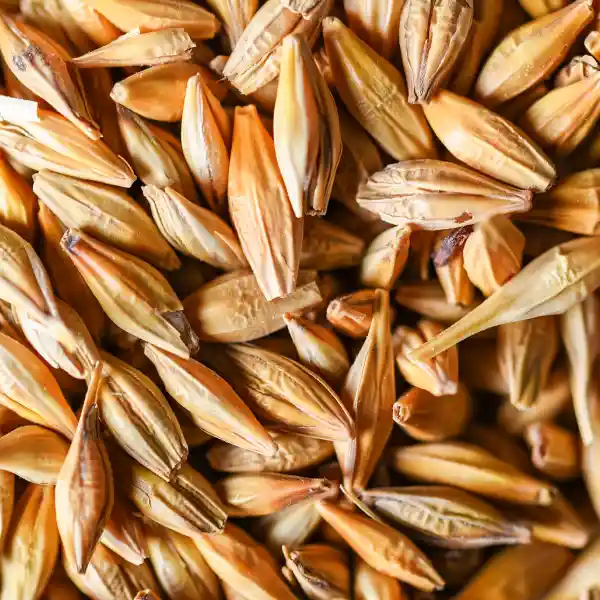 Cebada, Hordeum vulgare - Equisalud