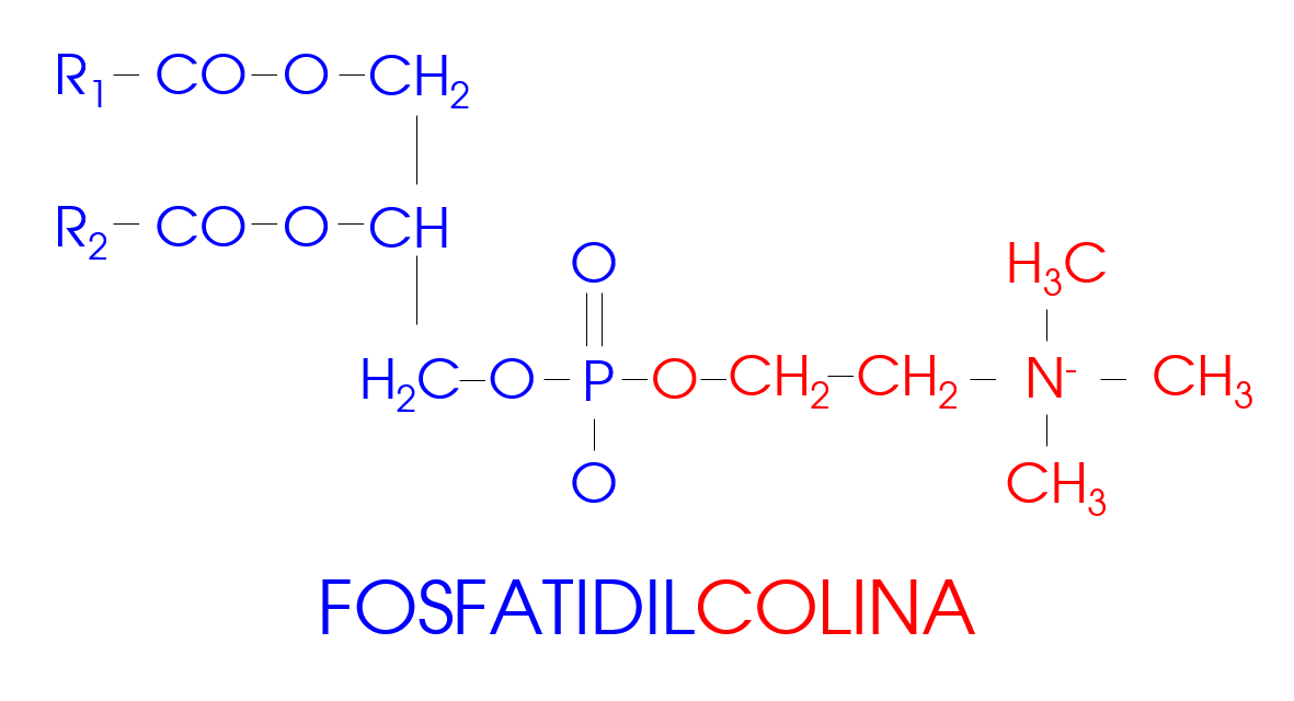 Fosfatidilcolina - Equisalud